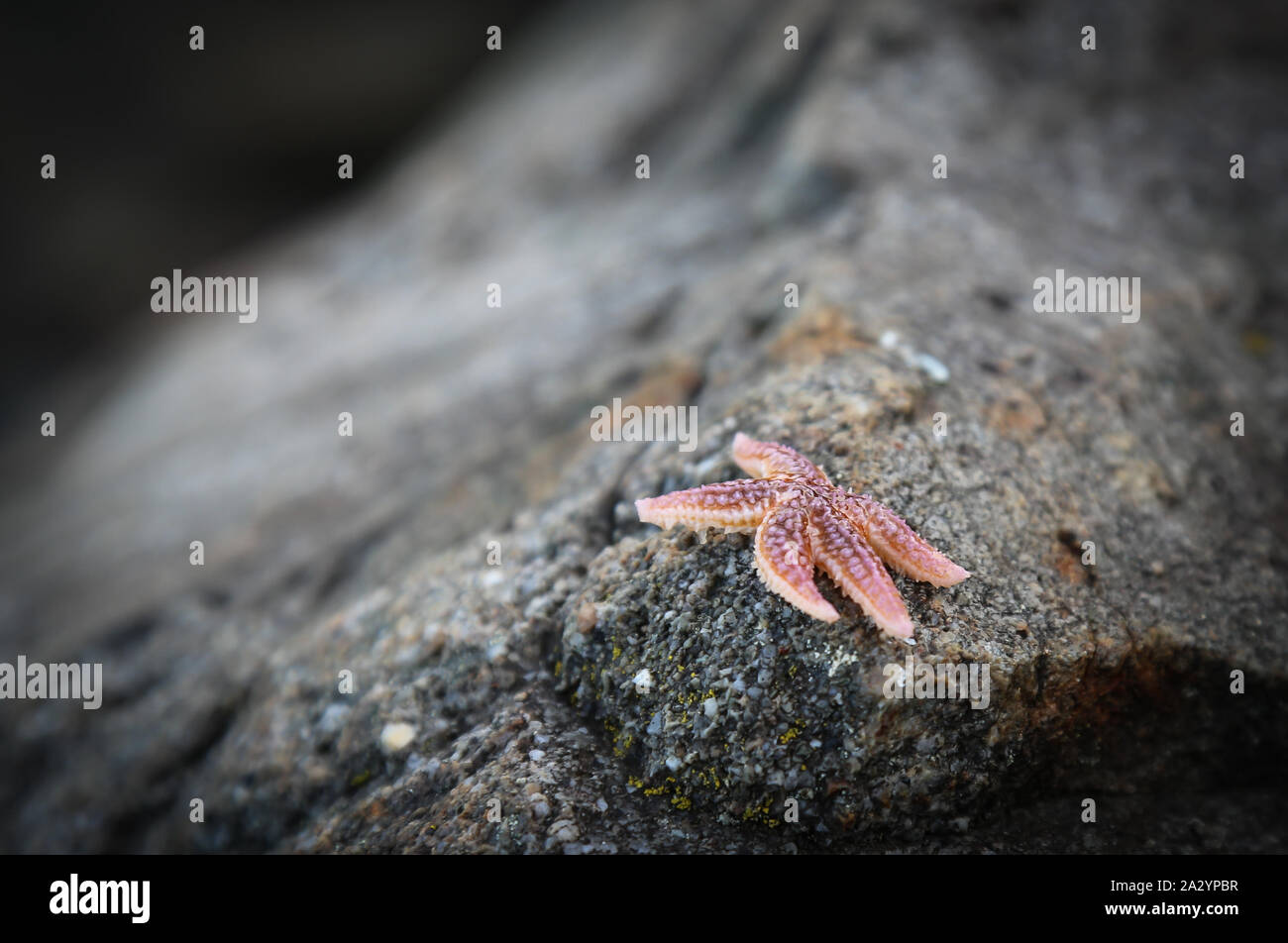 Rock pools starfish hi-res stock photography and images - Alamy