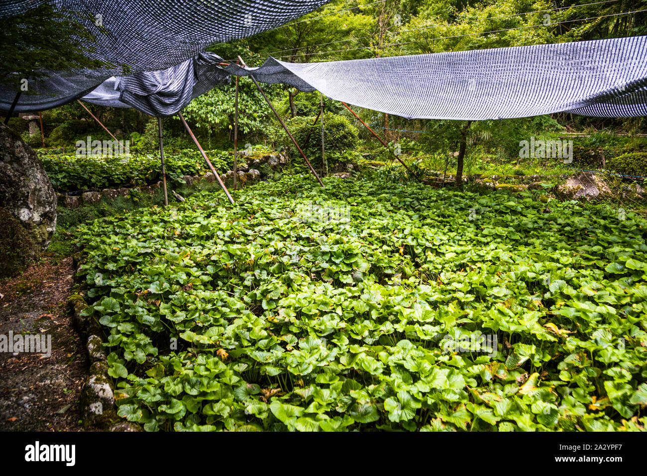 Wasabi Plantation in Izu, Japan. Wasabi in partial shade. The water ...