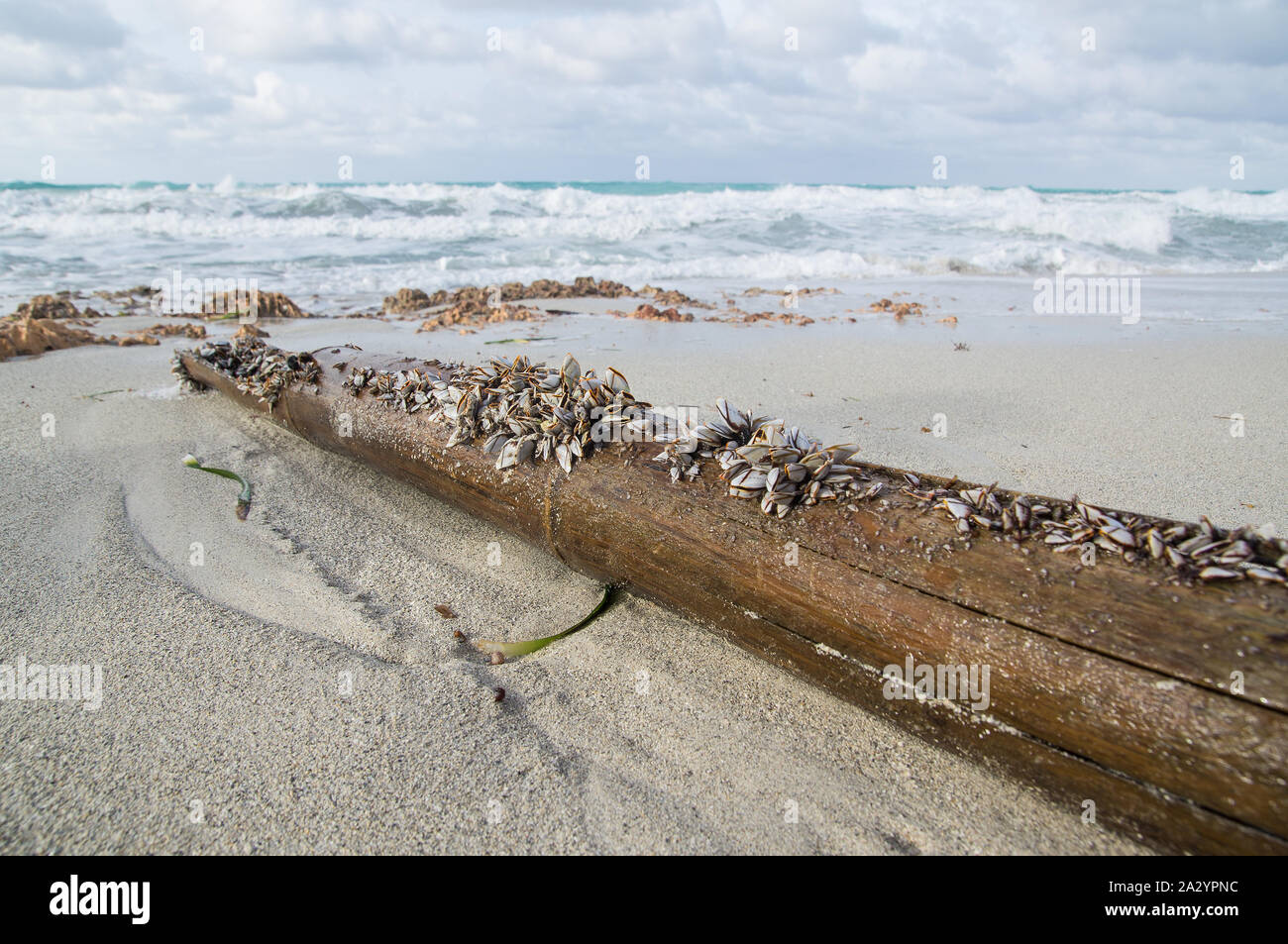 A washed up mussel tree trunk on the beach. Flotsam on Cuba Stock Photo ...