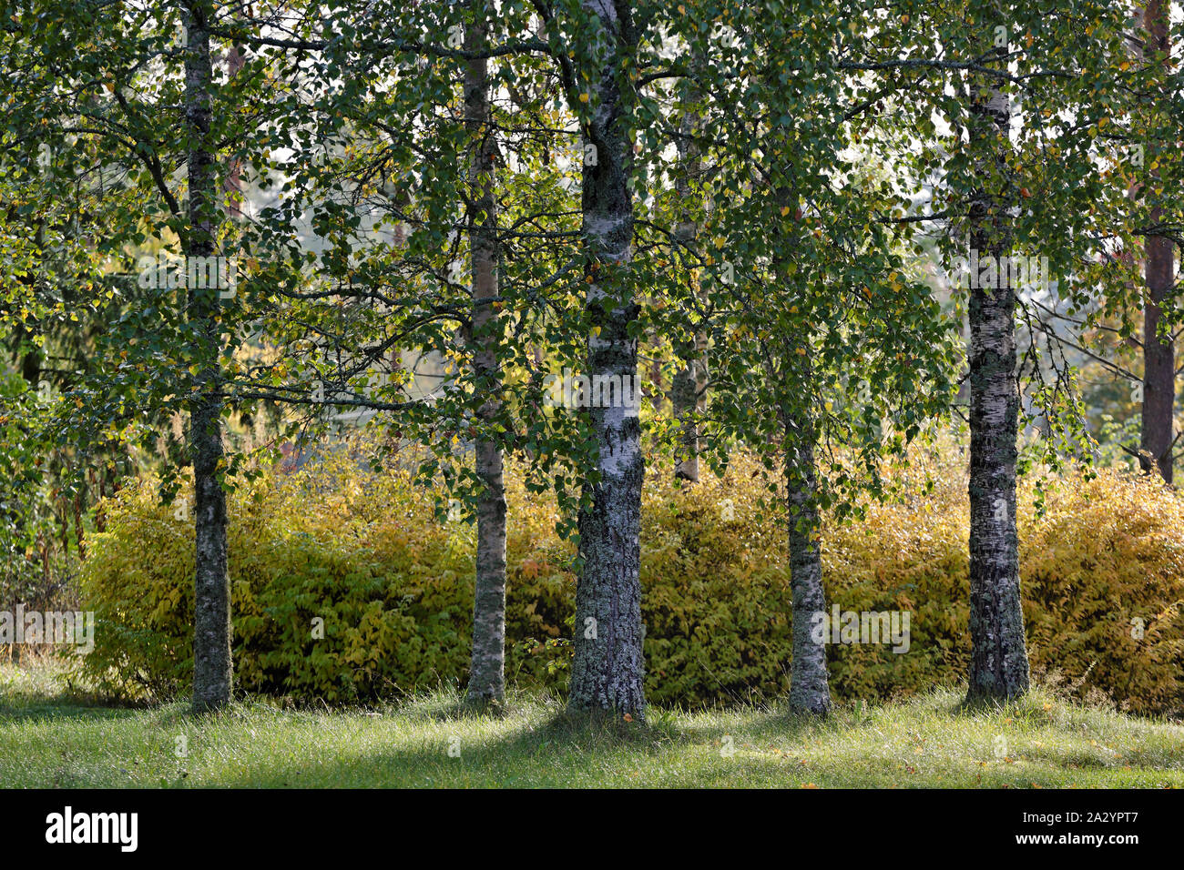 Autumnal scenery with birch trees in a sunny morning Stock Photo - Alamy