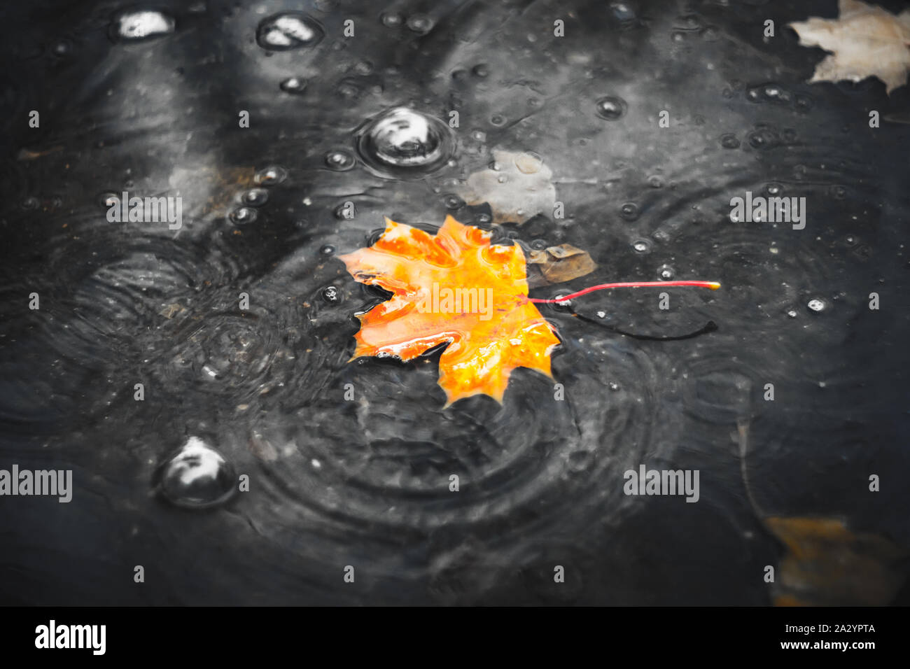 Leaf puddle hi-res stock photography and images - Alamy