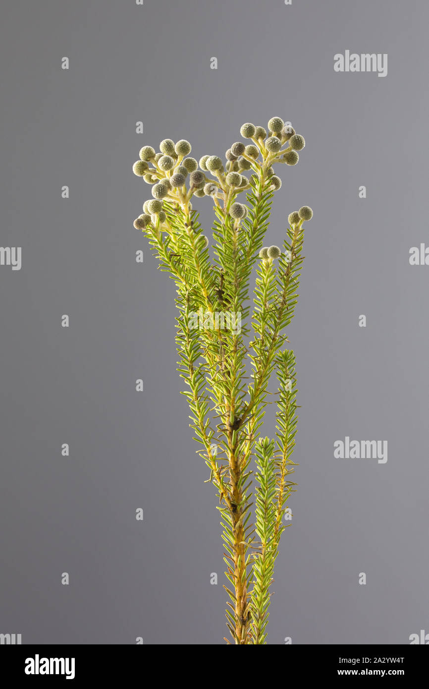 Berzelia hi-res stock photography and images - Alamy