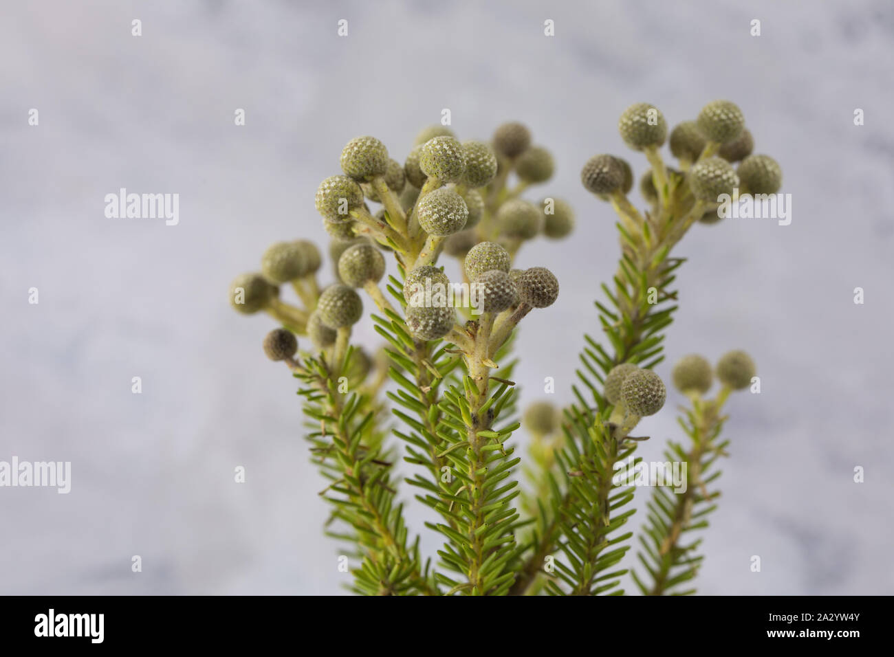 Berzelia hi-res stock photography and images - Alamy