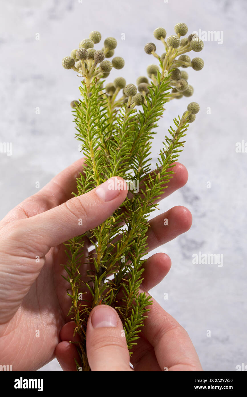 Berzelia hi-res stock photography and images - Alamy