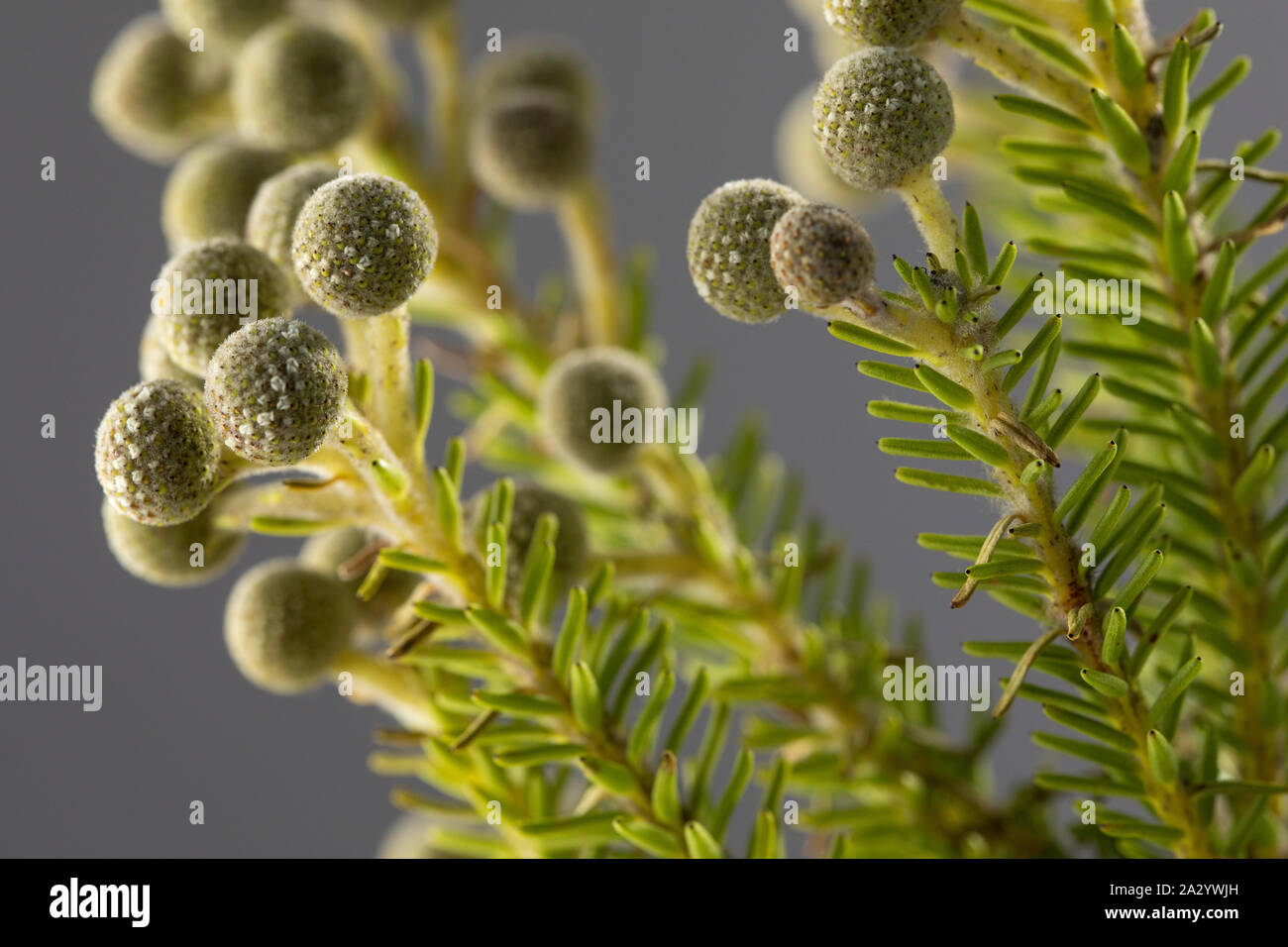 Berzelia hi-res stock photography and images - Alamy