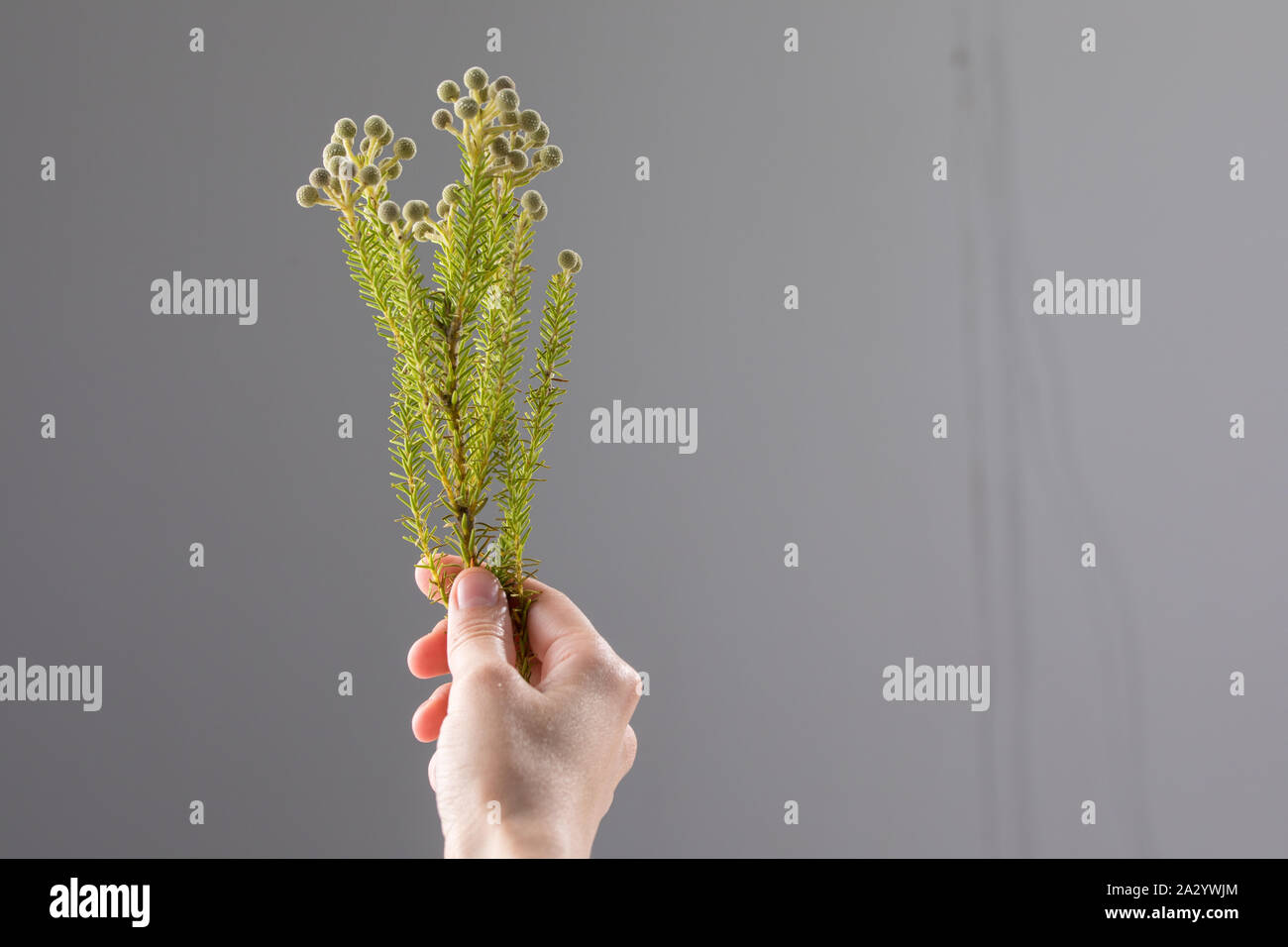 Berzelia hi-res stock photography and images - Alamy