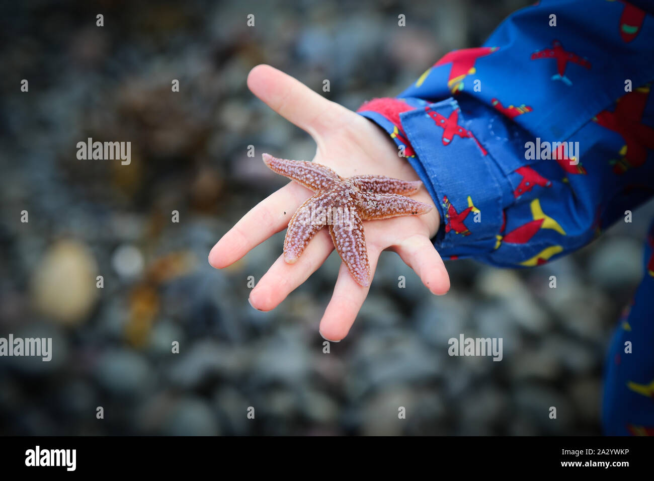 Starfish and tropical nature hi-res stock photography and images - Alamy