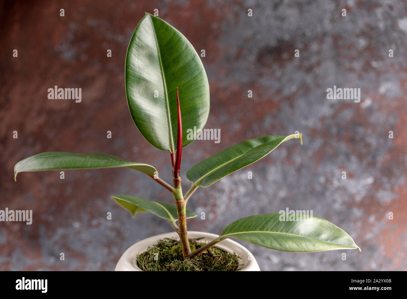 Ficus flower in a white pot on a textural background. Close-up. Indoor ...