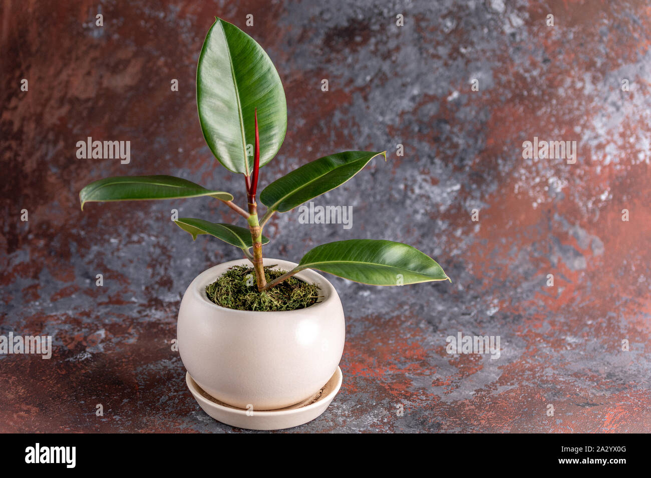 Ficus flower in a white pot on a textural background. Close-up. Indoor ...