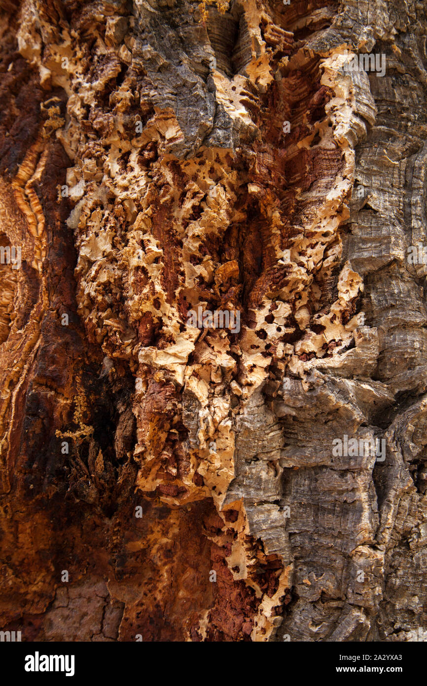 Flora of Gran Canaria - Bark of Quercus suber, commonly called the cork ...