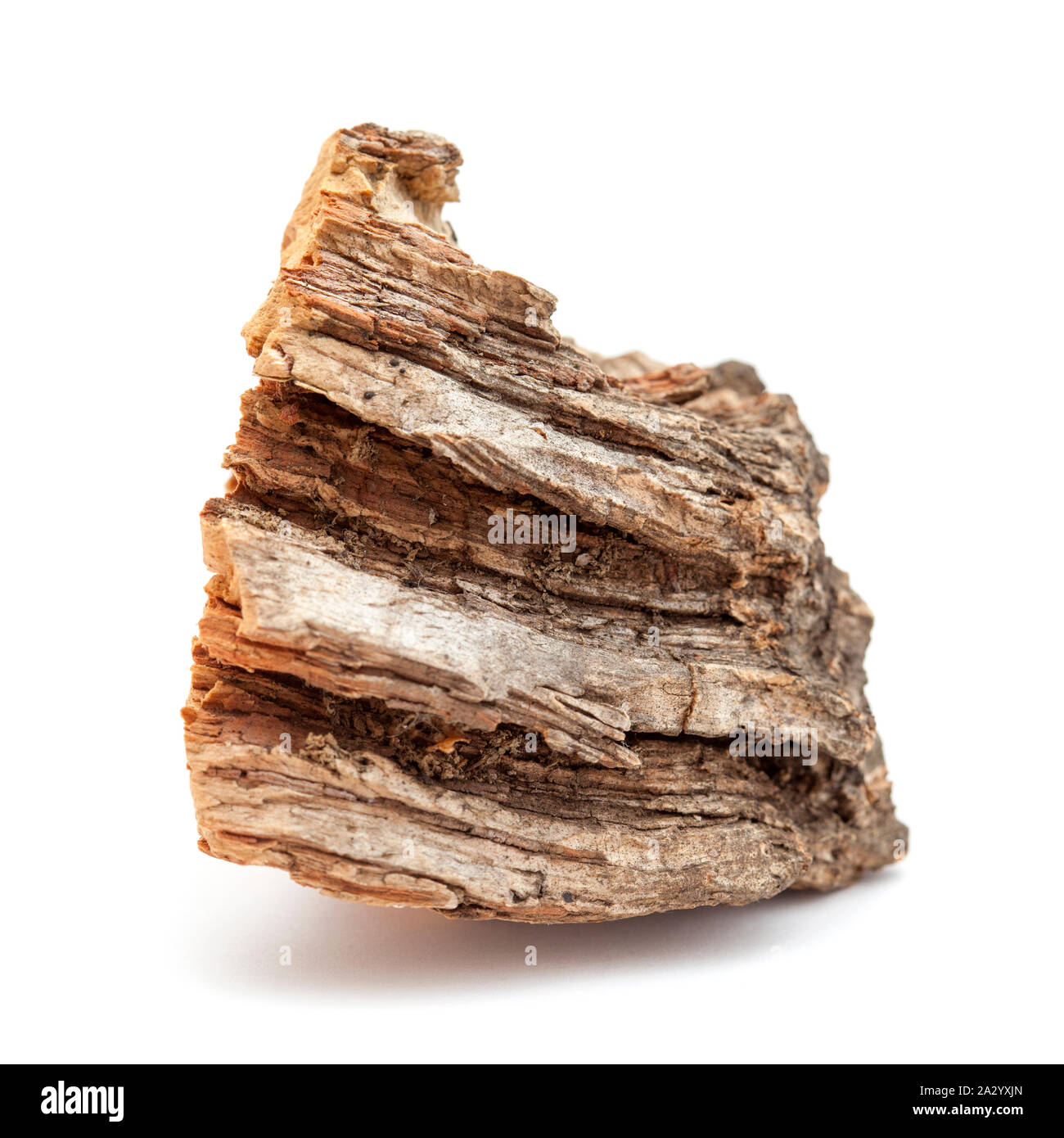 Flora of Gran Canaria - Bark of Quercus suber, commonly called the cork ...