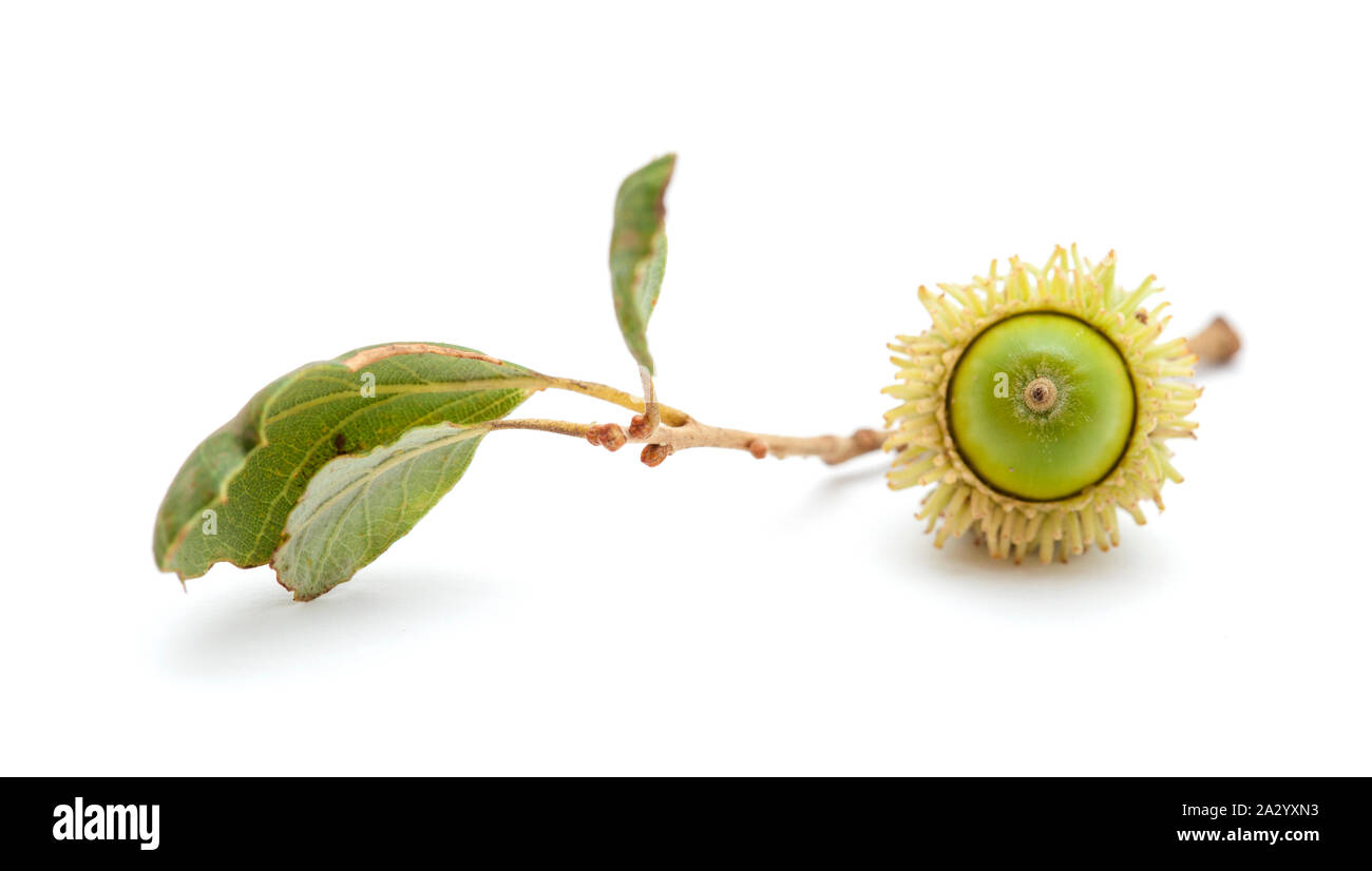 Cork oak acorn quercus suber hi-res stock photography and images - Alamy