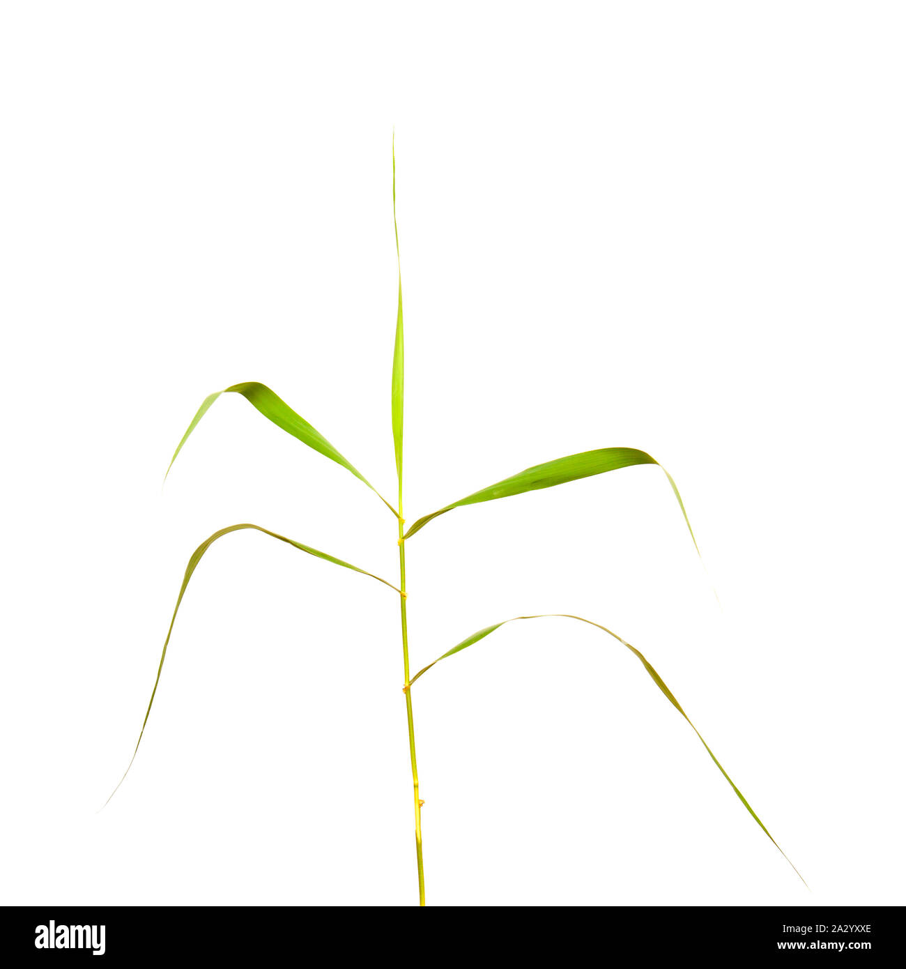 Flora of Gran Canaria - Arundo donax, giant reed isolated on white ...