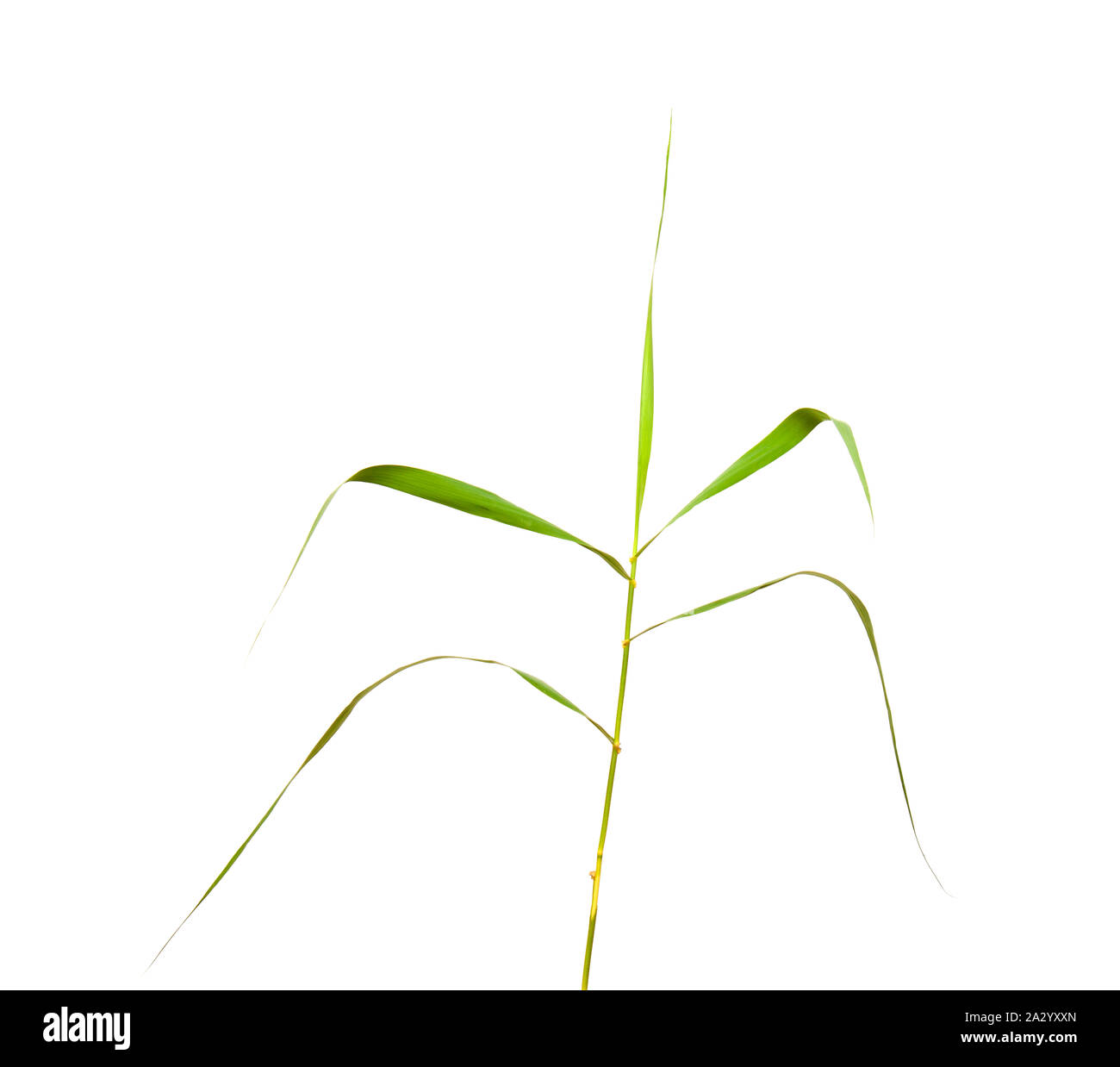 Giant reed hi-res stock photography and images - Alamy