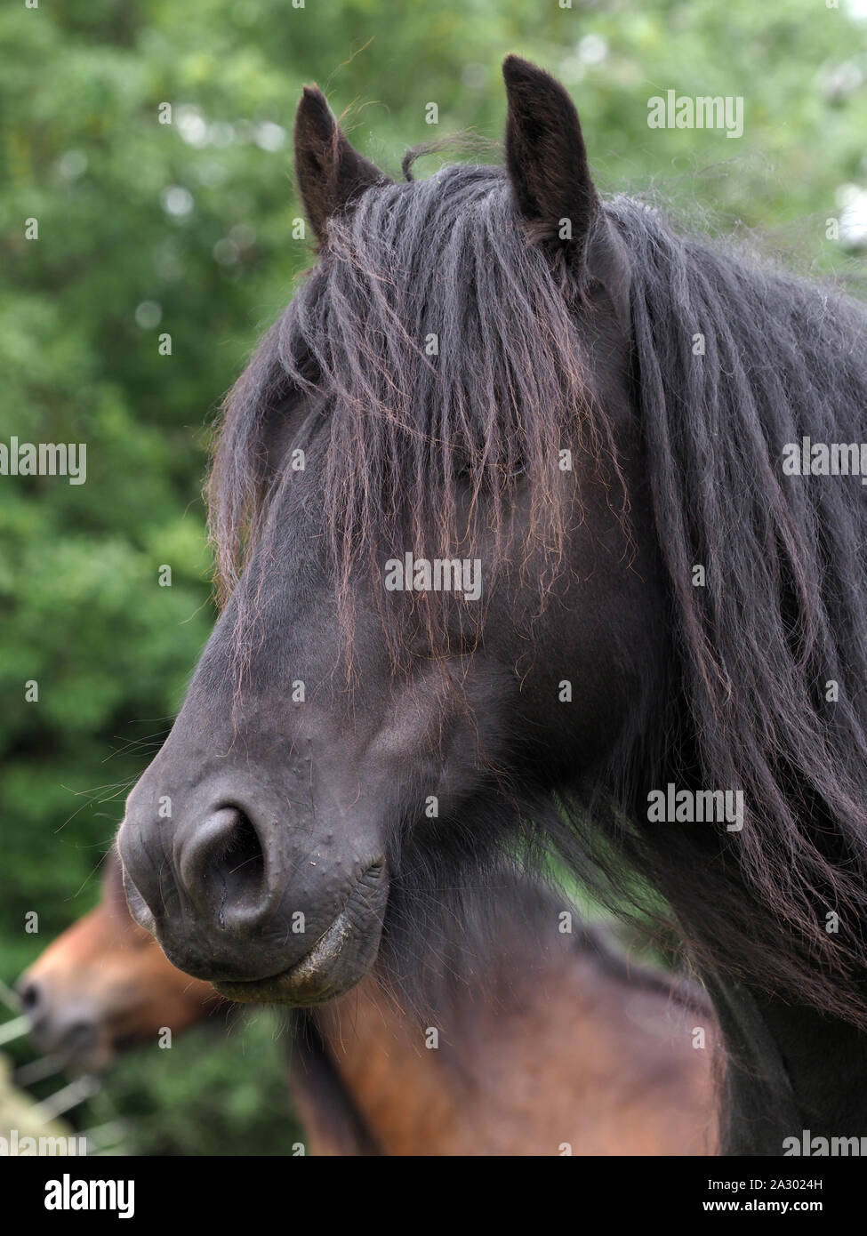 Dales pony hi-res stock photography and images - Alamy