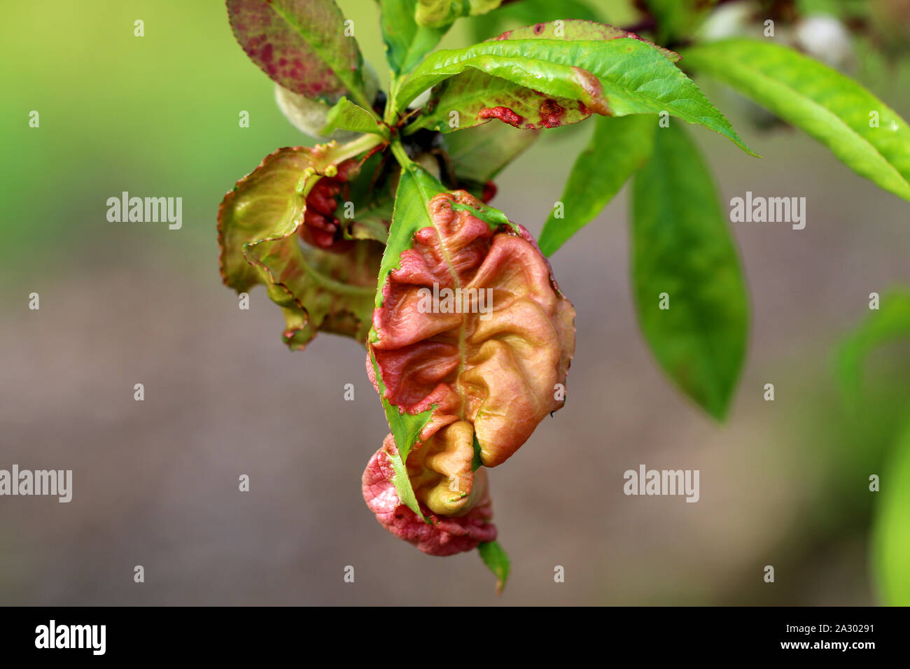 Peach leaf curl on new spring growth Stock Photo - Alamy