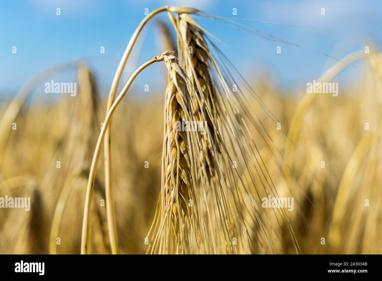 Backlit golden wheat ripening in hi-res stock photography and images ...