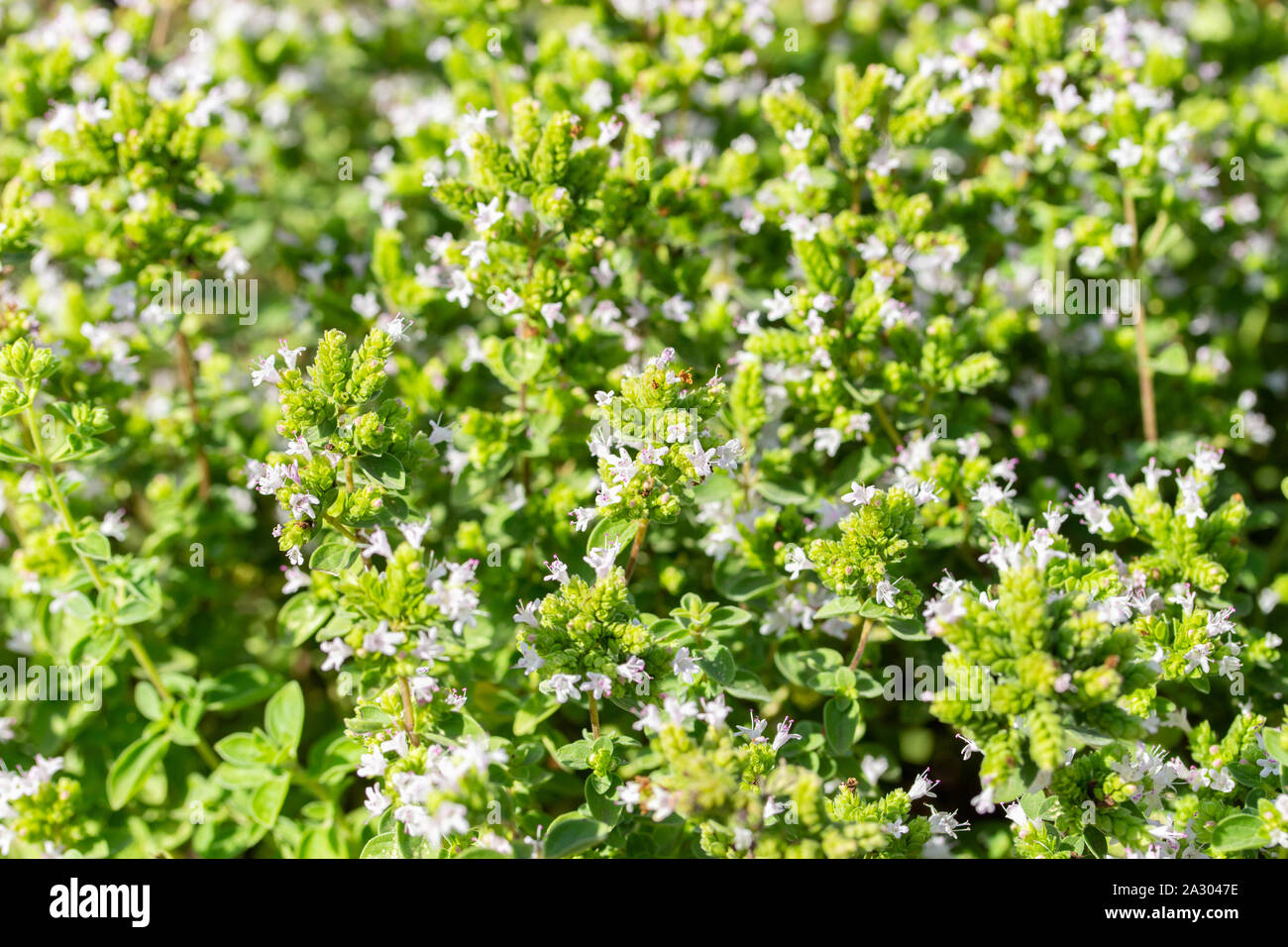 Oregano blossom on a background of green foliage. Oregano leaves and ...