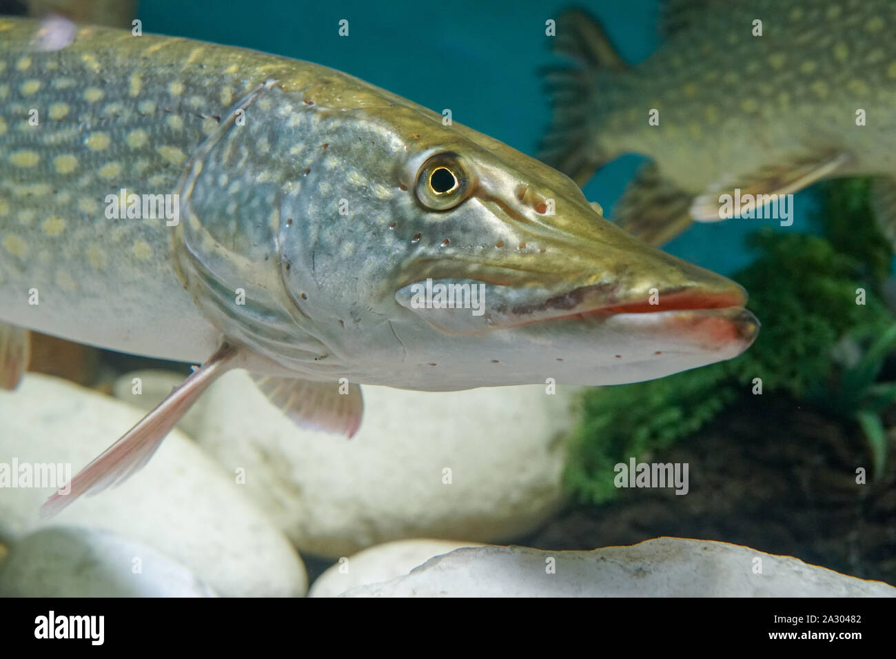 Pike pool hi-res stock photography and images - Alamy