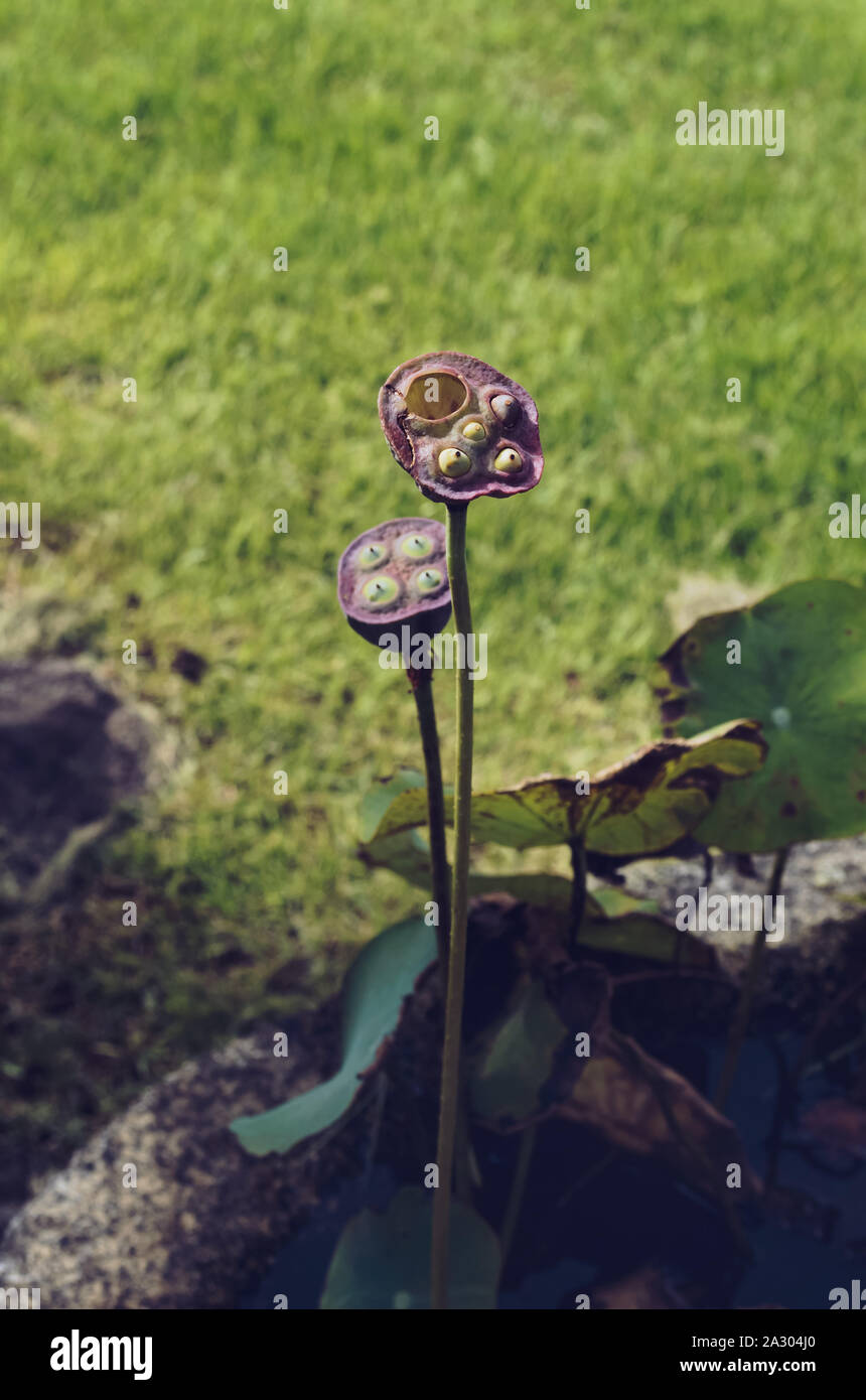 view on lotus seeds inside lotus basket with green grass on background ...