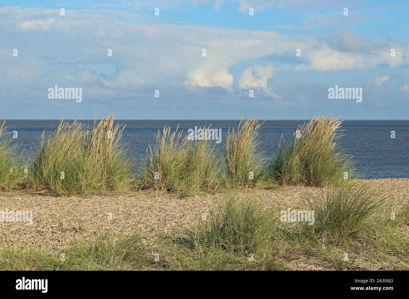 Sand dune with marram grass, Ammophila arenaria, and a background of ...