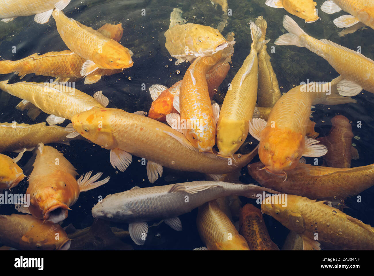 Spotted Koi Fish High Resolution Stock Photography and Images - Alamy