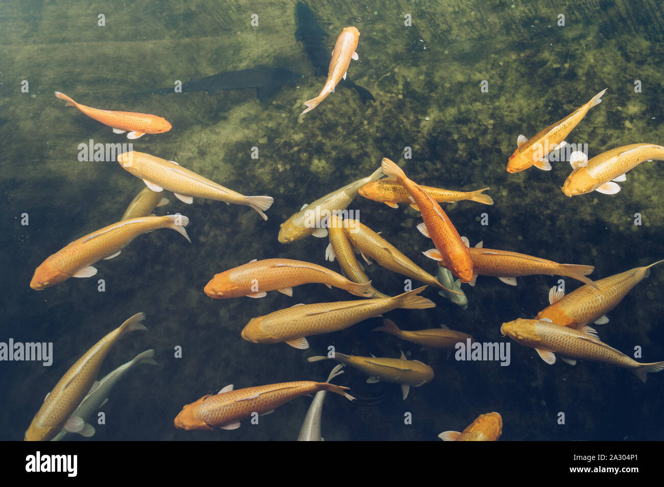 Spotted koi fish hi-res stock photography and images - Alamy