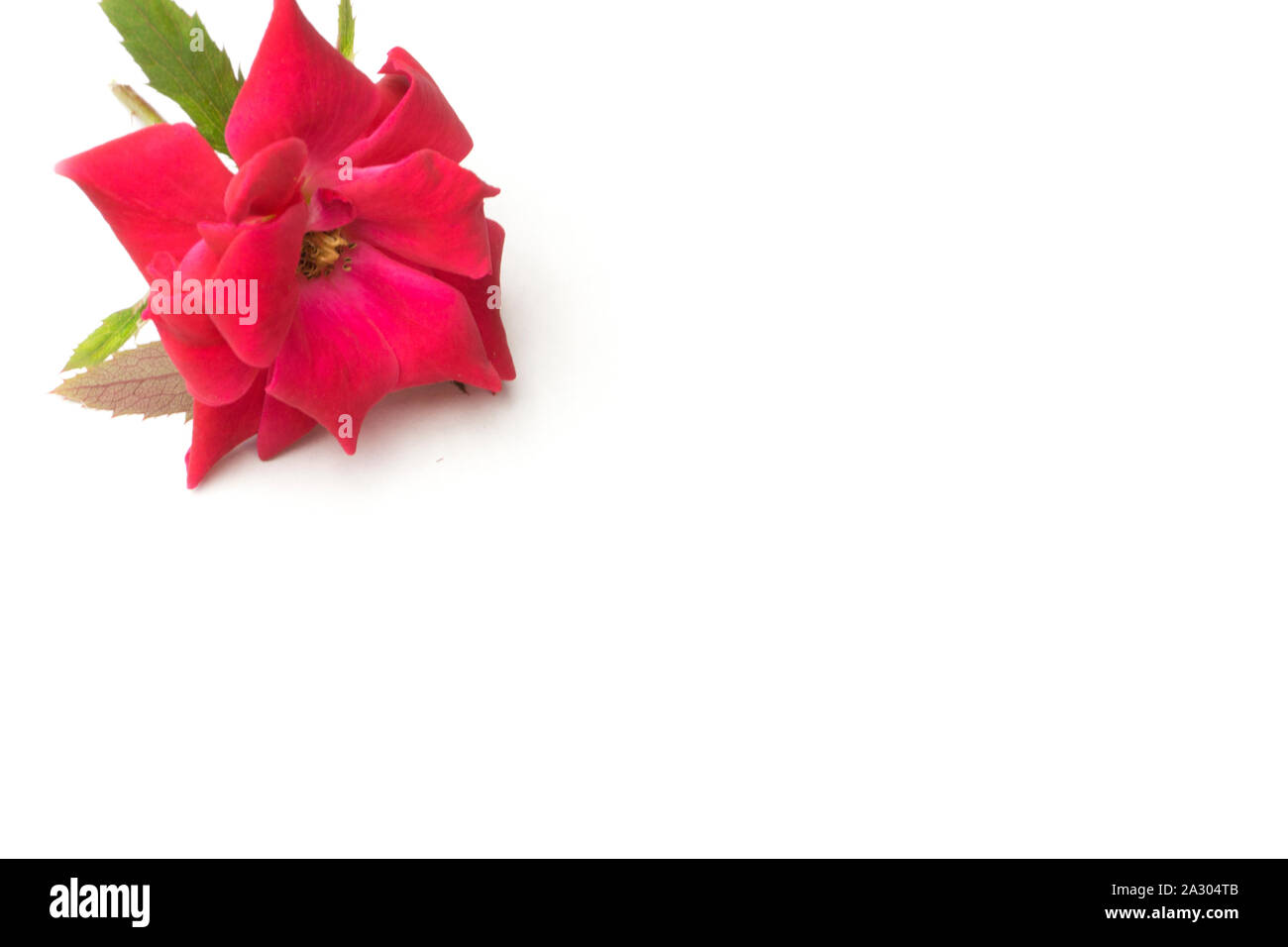 flower rose pansy sun flower on white background Stock Photo - Alamy