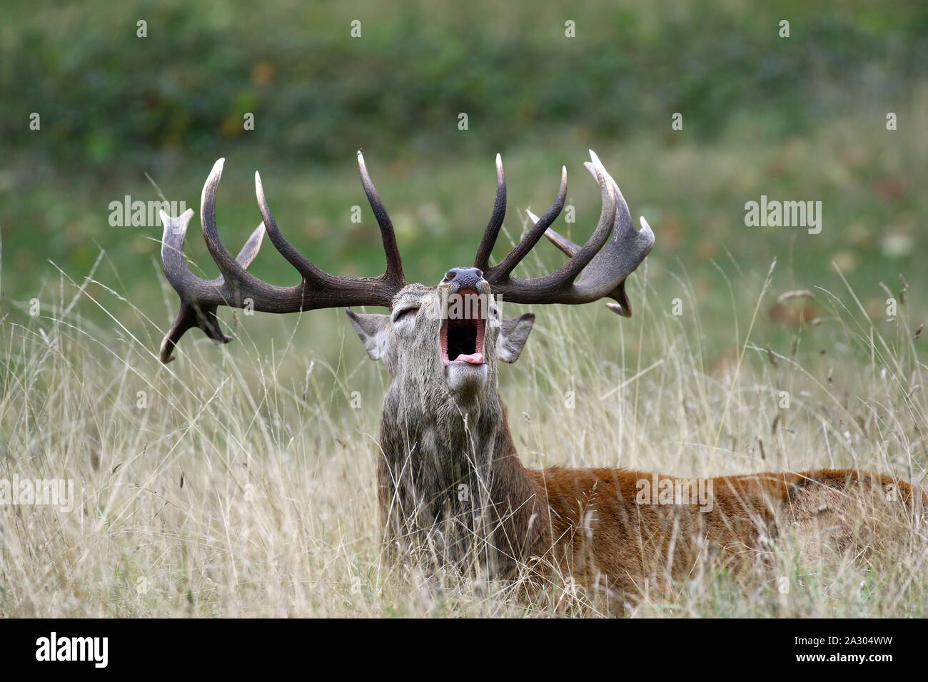 Red deer stag bugling hi-res stock photography and images - Alamy