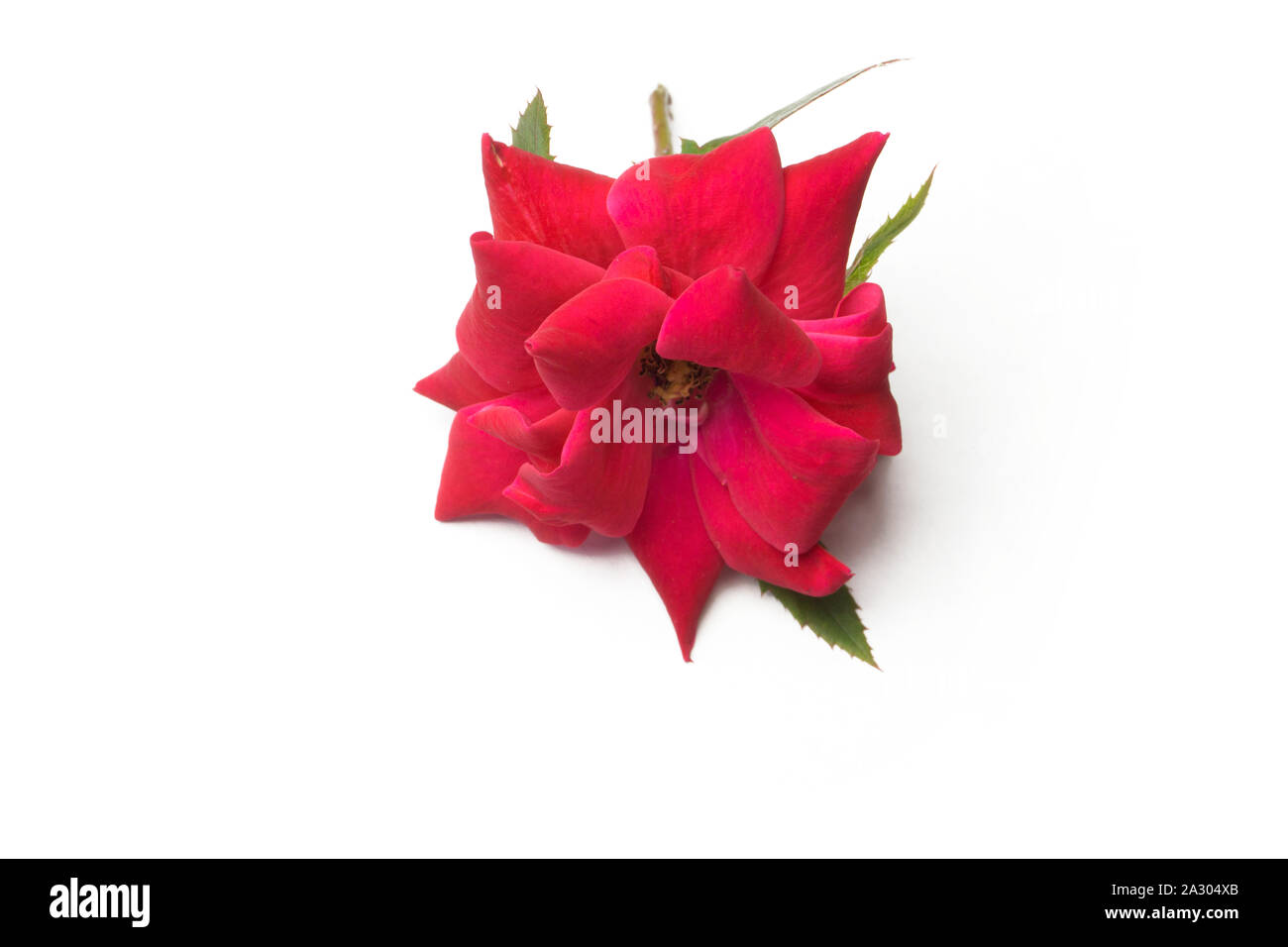 flower rose pansy sun flower on white background Stock Photo - Alamy