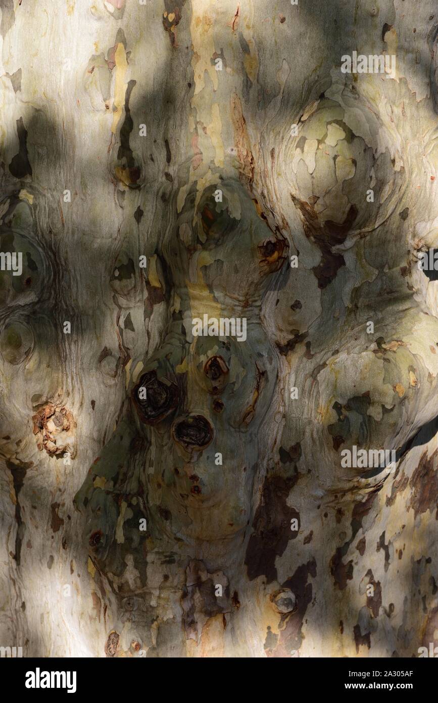 Closeup of Plane tree bark Stock Photo - Alamy