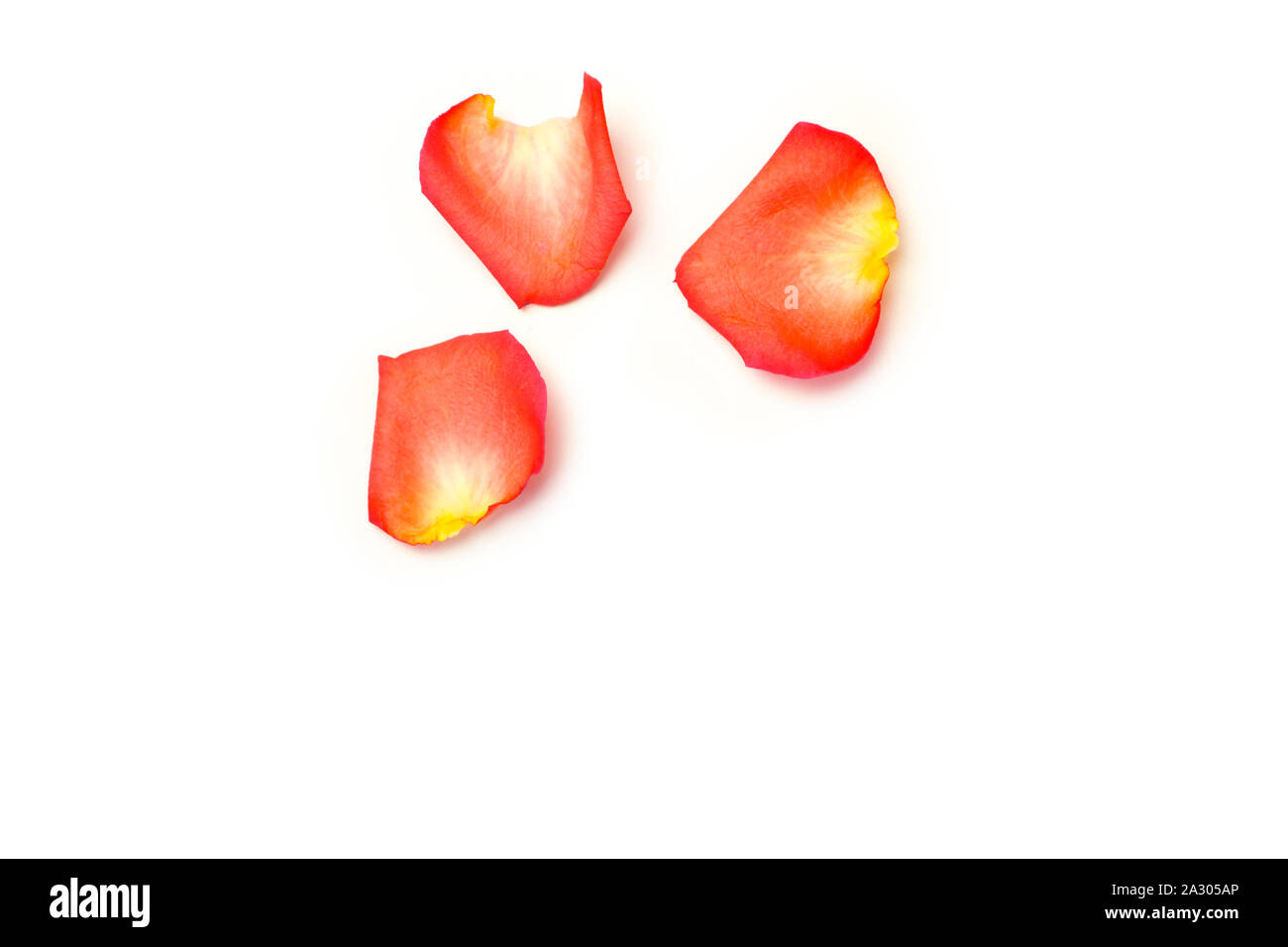 flower rose pansy sun flower on white background Stock Photo - Alamy