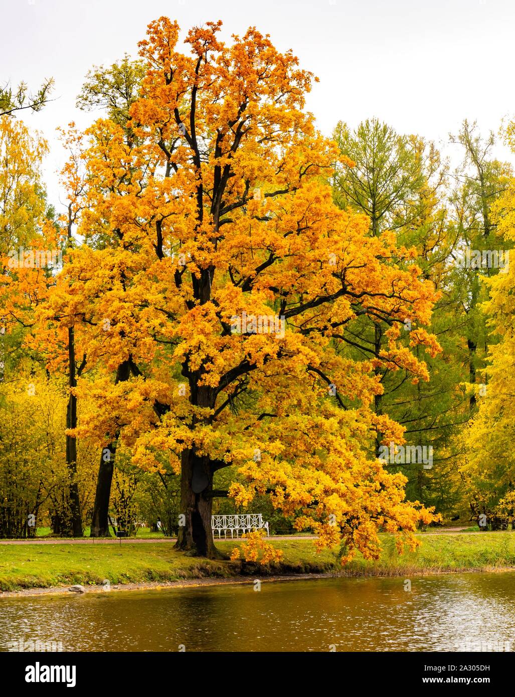 Tsar’s Village (Pushkin), Russia, 4th October 2019. Autumn colours with ...