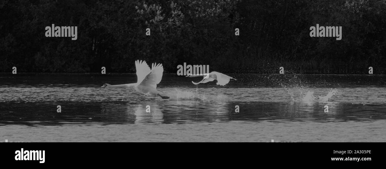 Bird in flight european Black and White Stock Photos & Images - Alamy