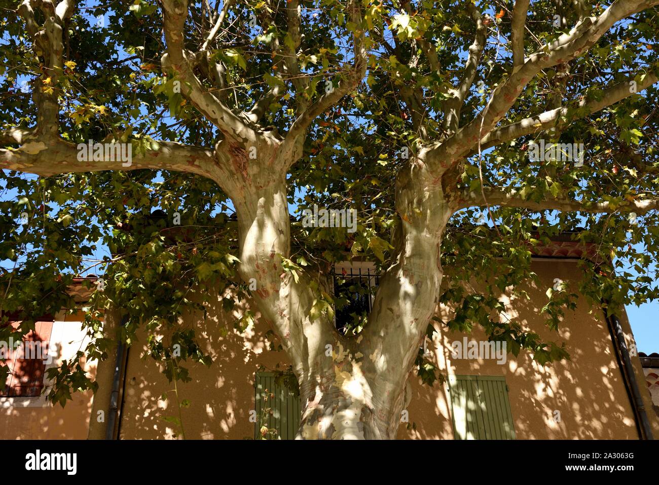 Platanus acerifolia london plane tree hi-res stock photography and ...
