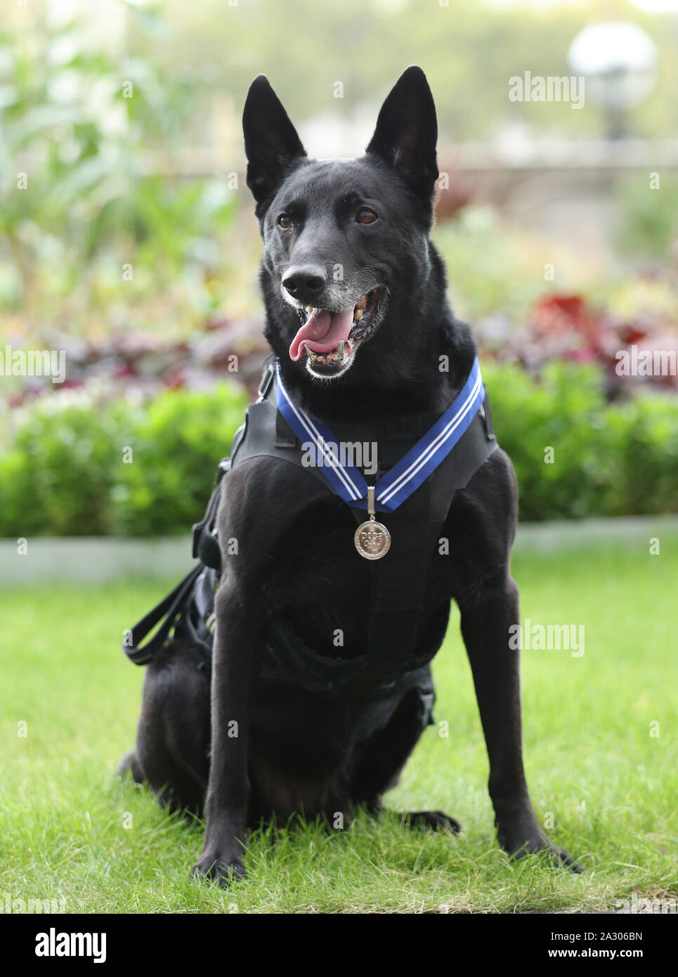 Pdsa order of merit hi-res stock photography and images - Alamy