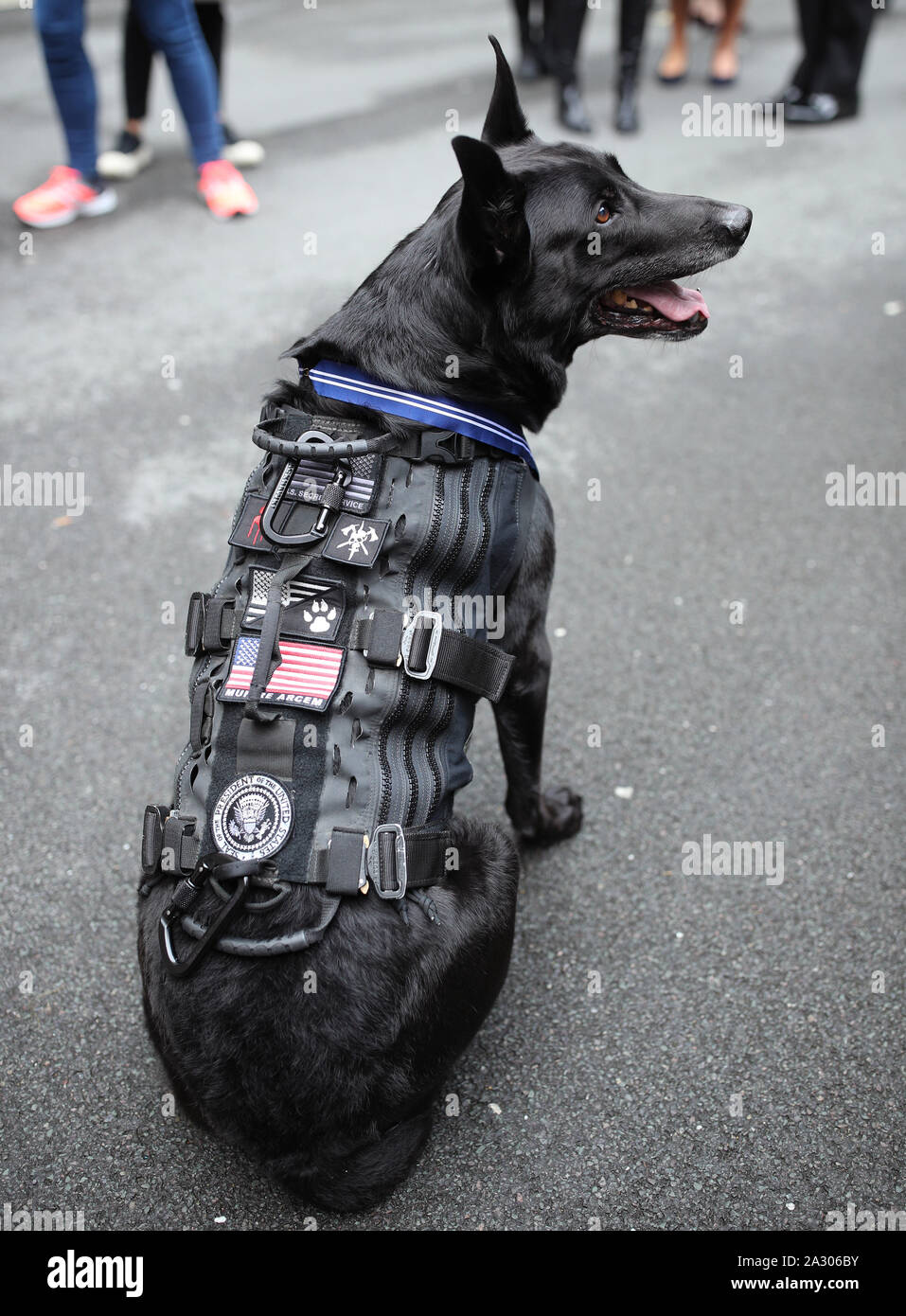 US Secret Service dog, Special Operations Canine, Hurricane, receives a ...