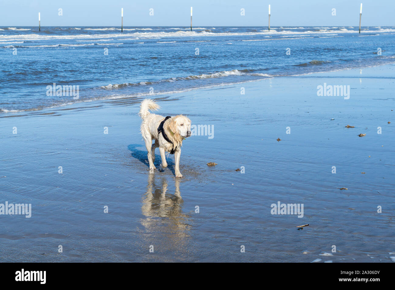 Labrador at the North Sea Stock Photo - Alamy
