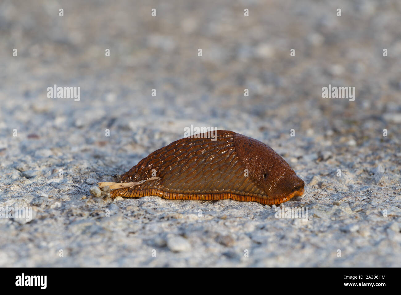 Slug crawling on the ground in Brittany Stock Photo - Alamy