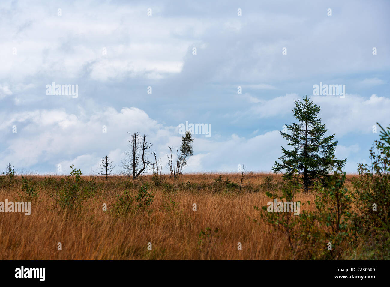 Moorland landscape of the High Fens in autumn, Belgium Stock Photo - Alamy