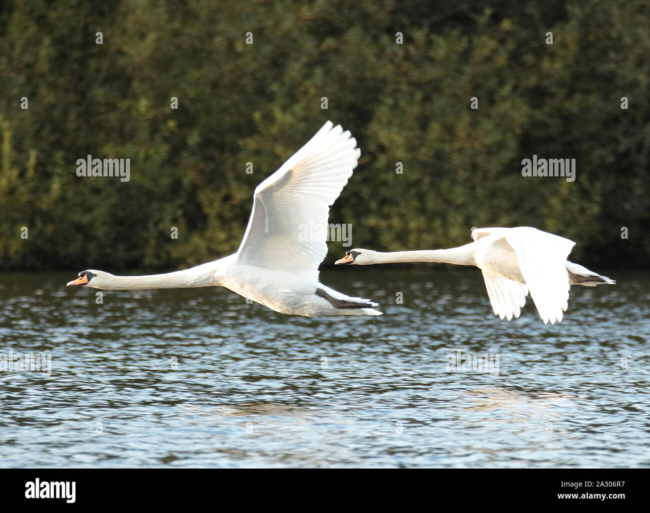 Paired flight hi-res stock photography and images - Alamy