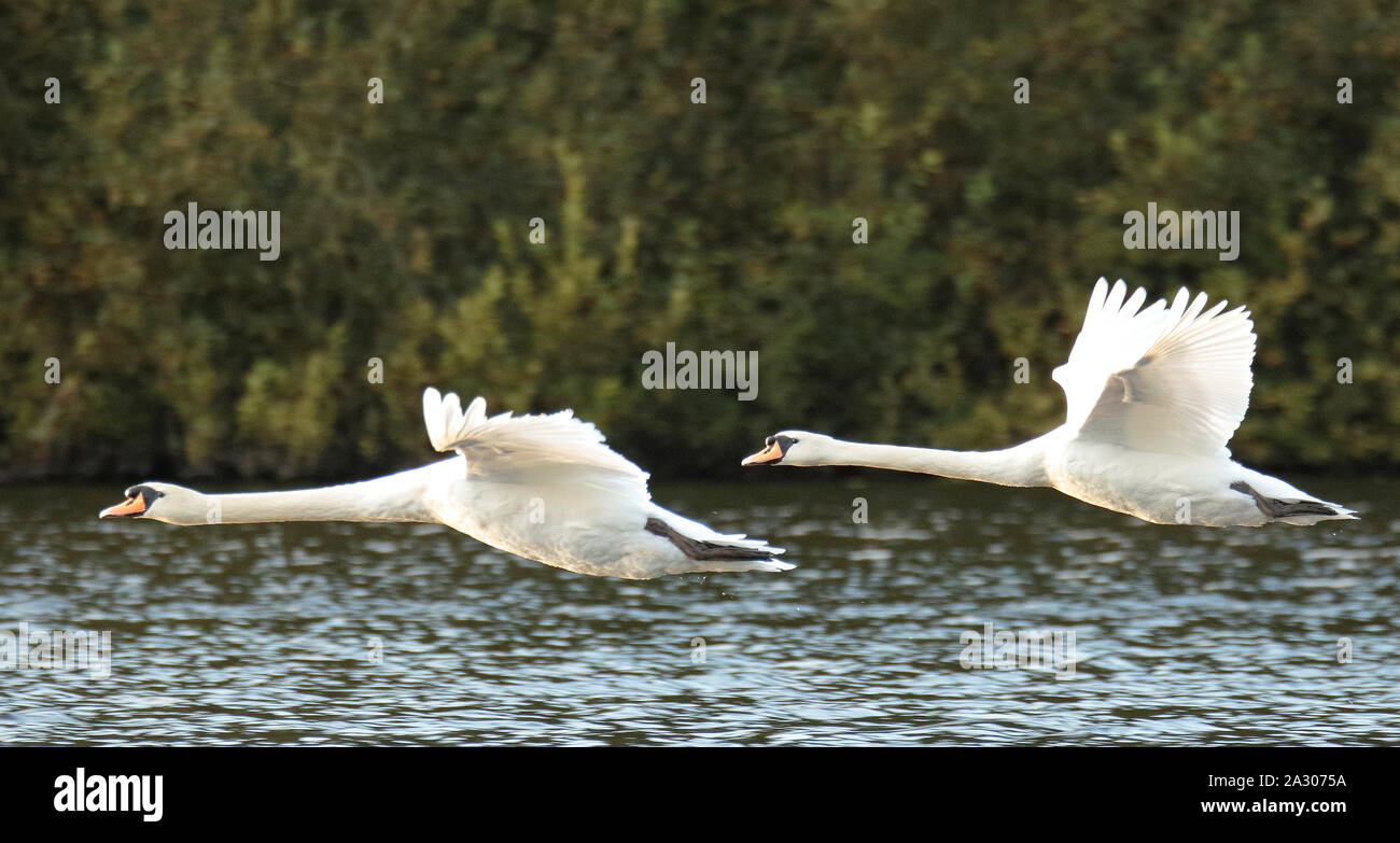 Paired flight hi-res stock photography and images - Alamy
