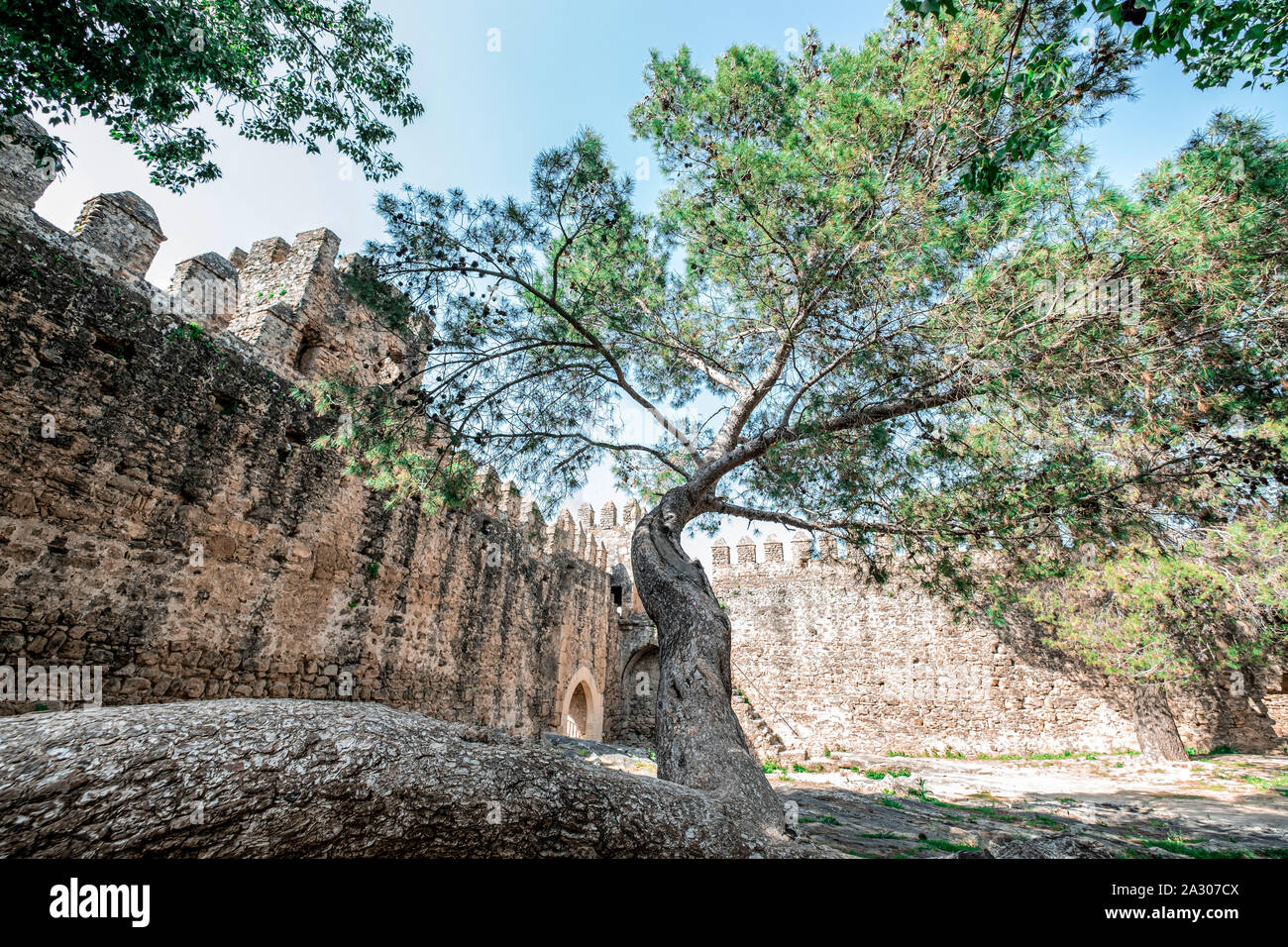 big tree growing inside a ruined castle Stock Photo - Alamy