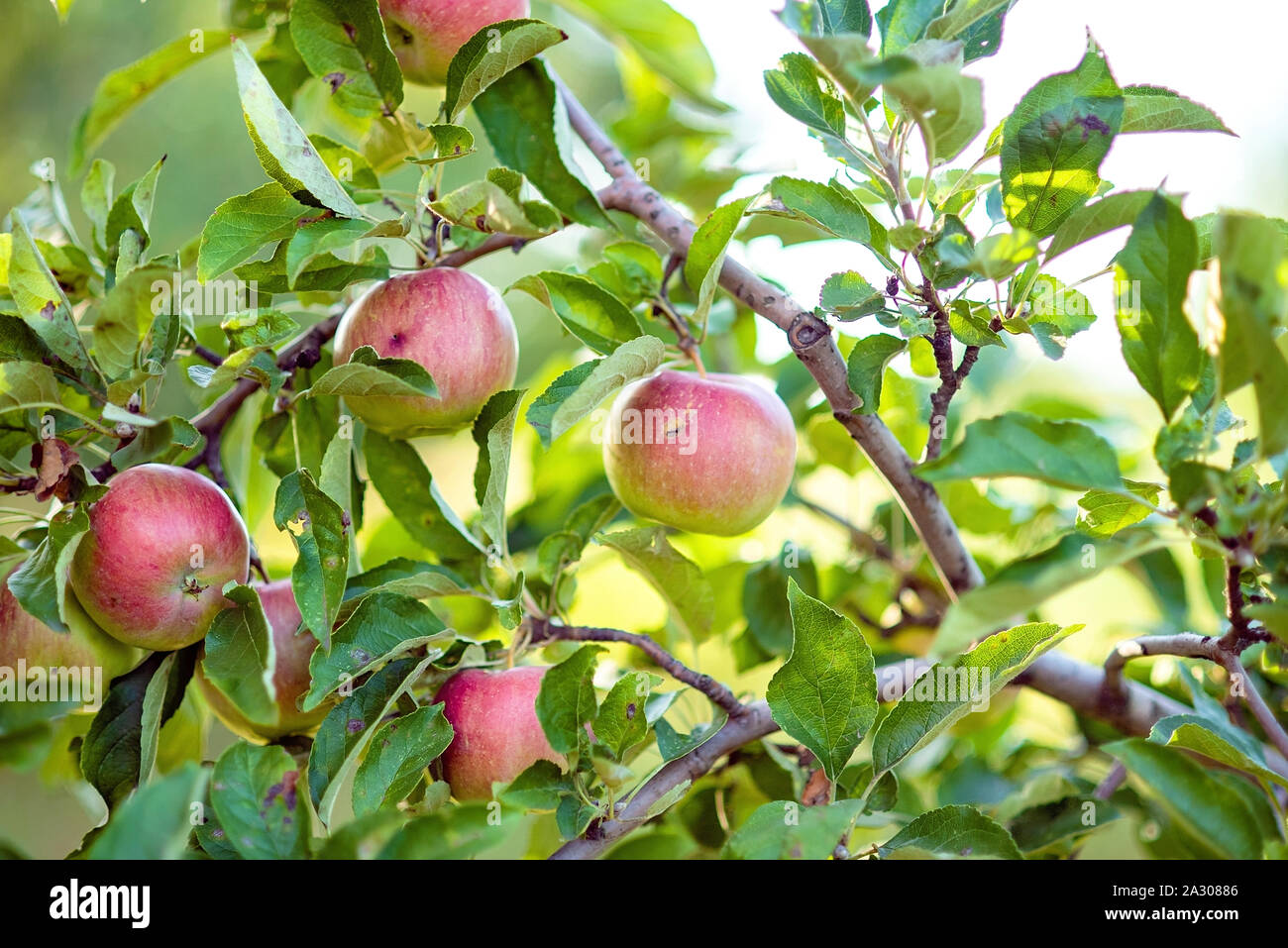 red apples on a tree in the garden. Apple harvest. Copy space Organic ...