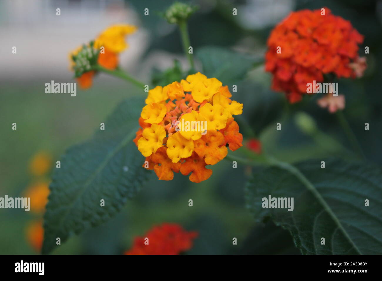 Amizing flower hi-res stock photography and images - Alamy