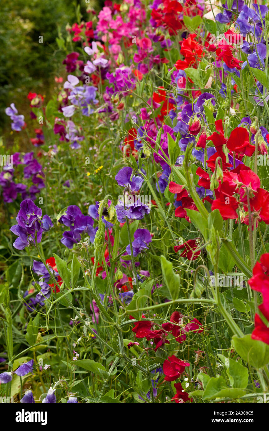 Sweet pea flowers Stock Photo - Alamy