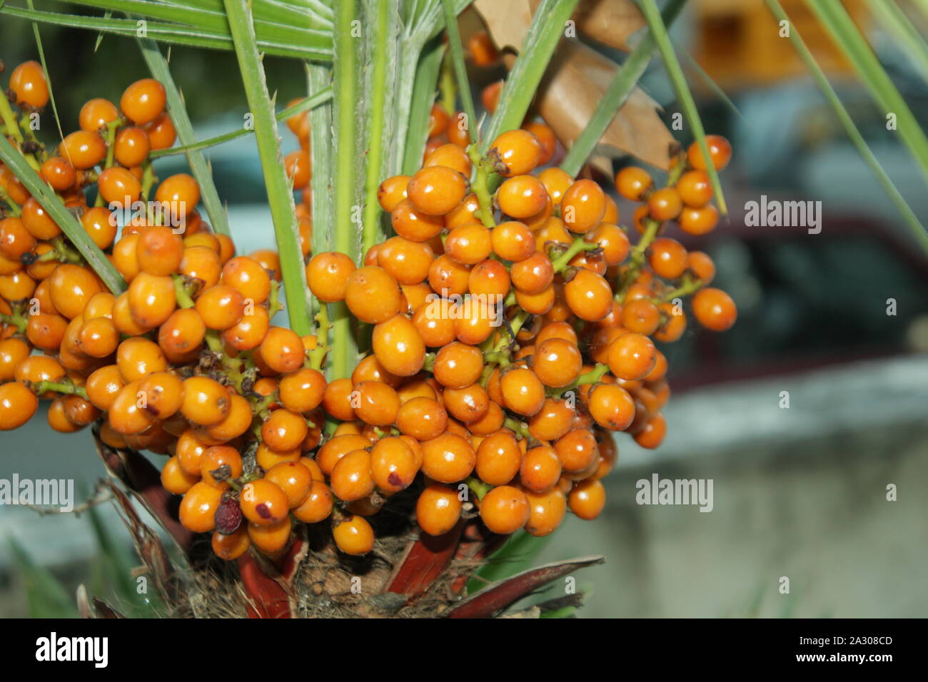 Scountry hi-res stock photography and images - Alamy