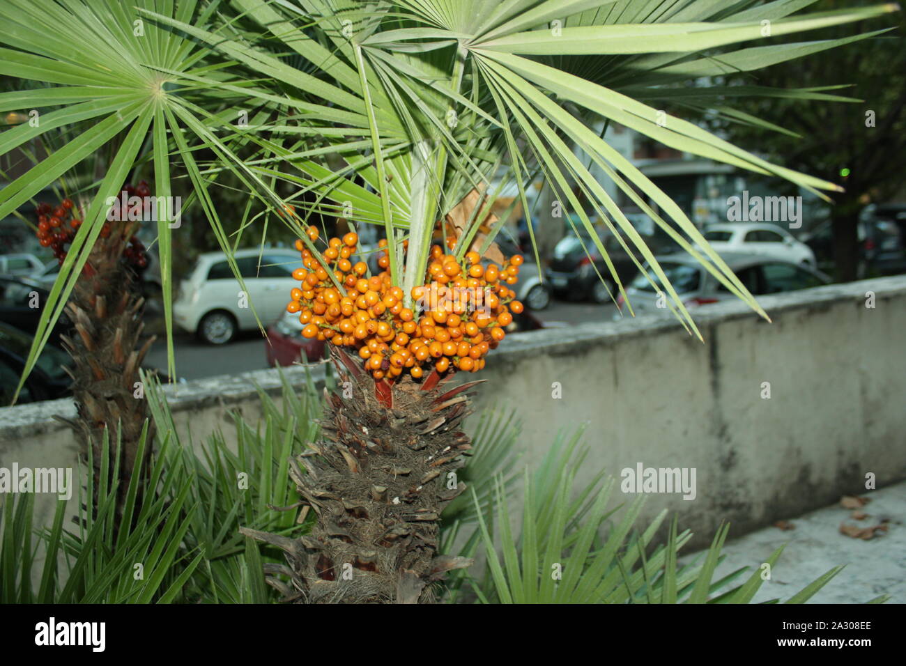 hanging fruits with leaf image Stock Photo - Alamy
