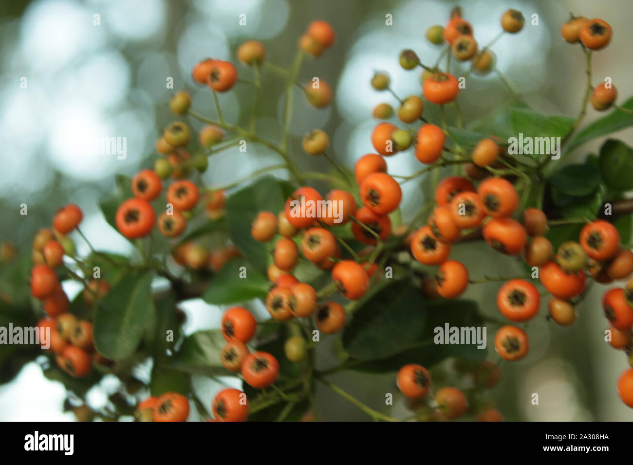 hanging fruits with leaf image Stock Photo - Alamy
