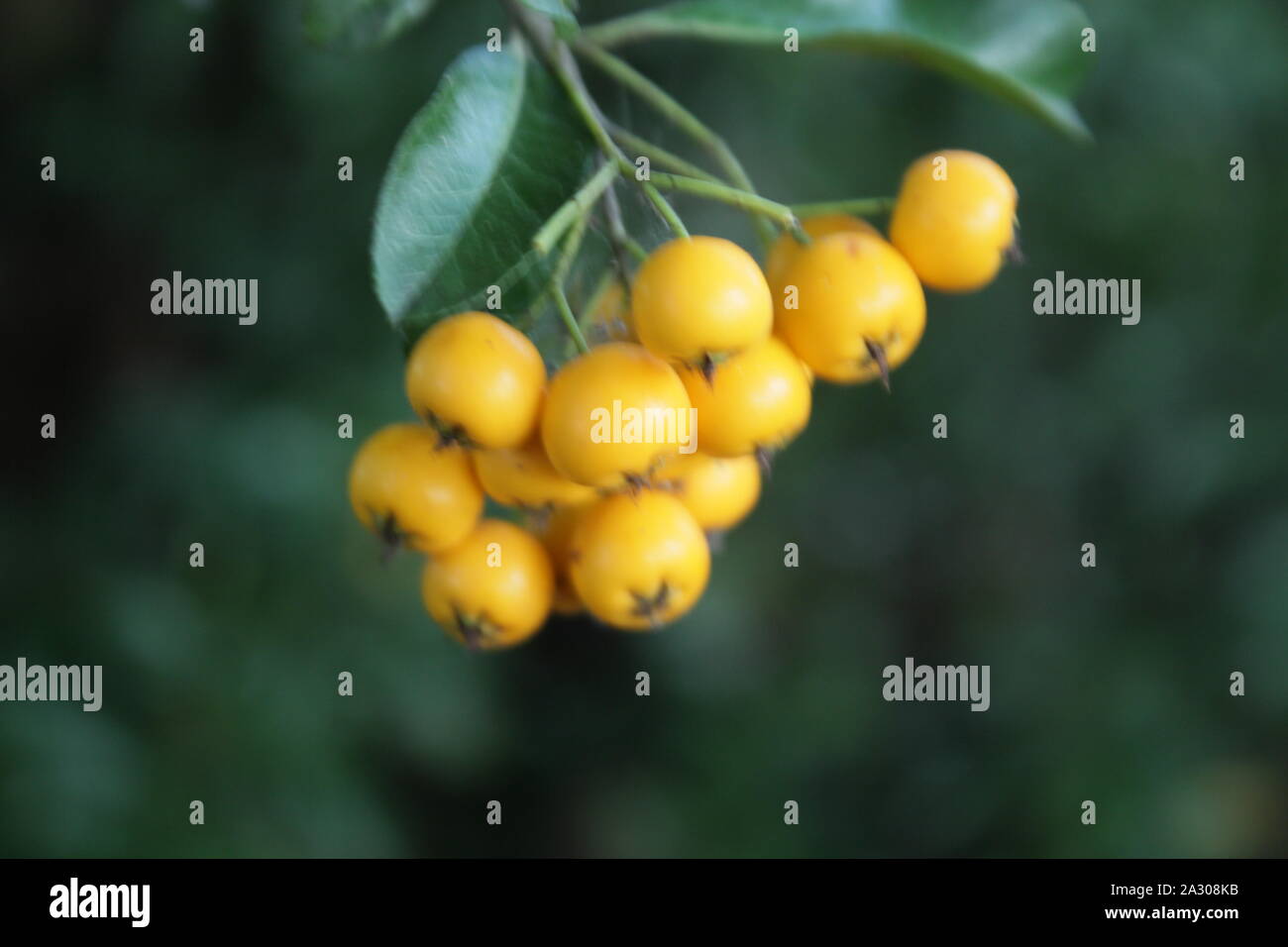 hanging fruits with leaf image Stock Photo - Alamy